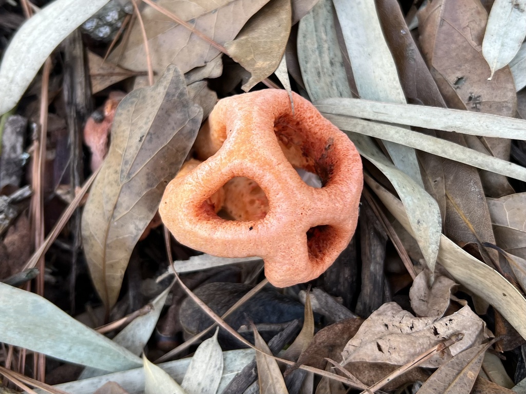 column stinkhorn from N Rock Springs Rd NE, Atlanta, GA, US on January ...