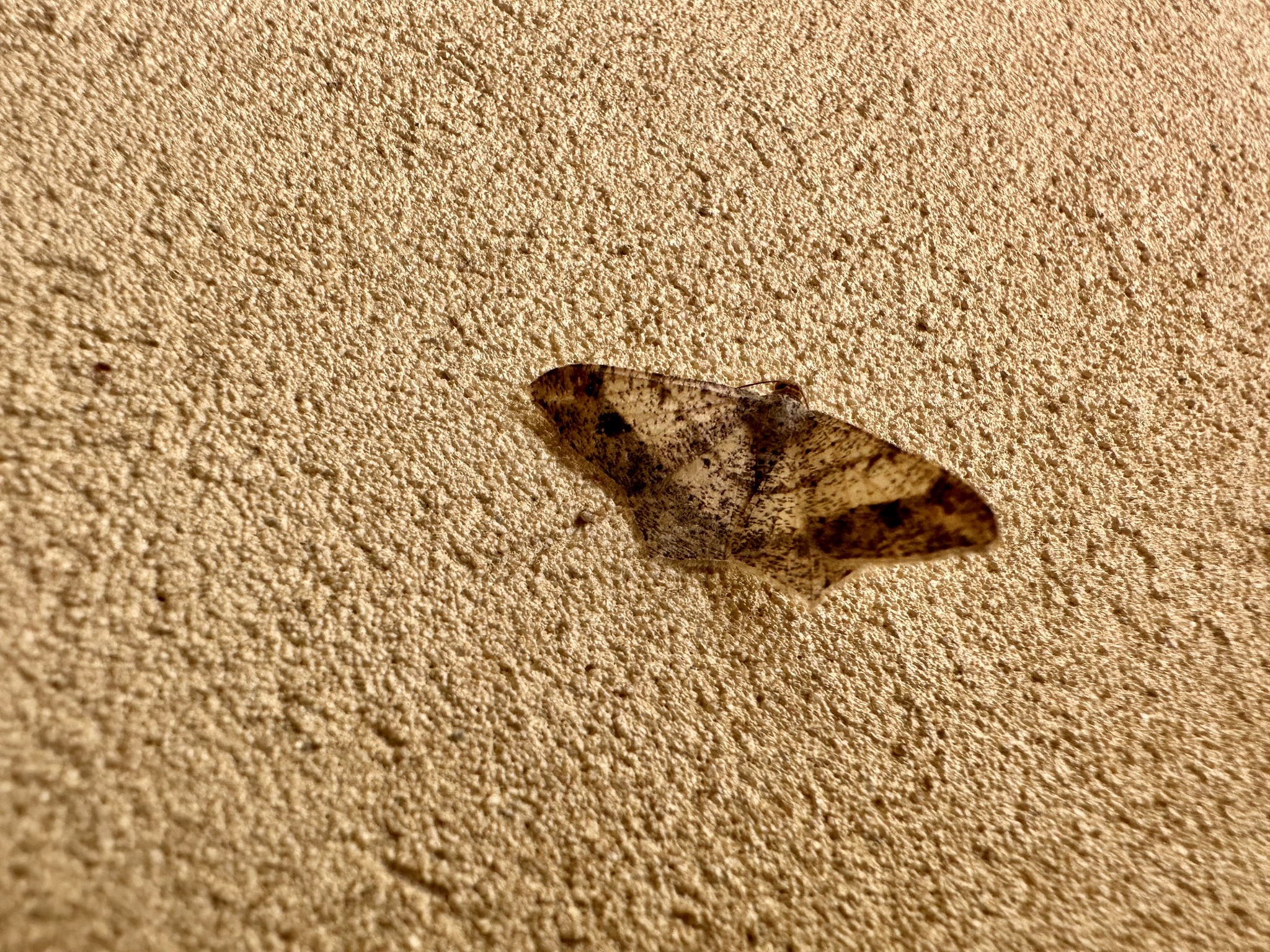 Macaria abydata Guenée