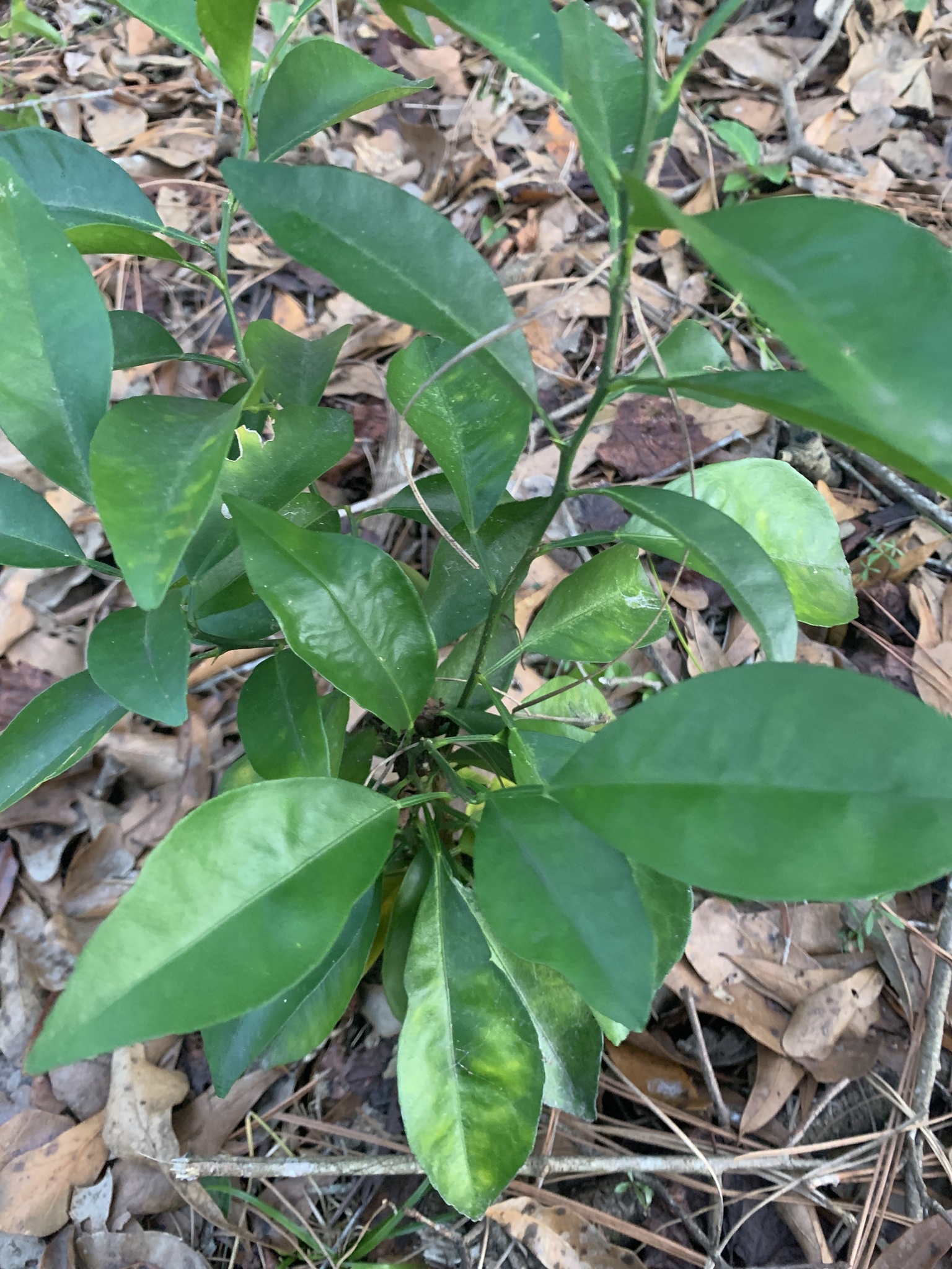 Citrus reticulata Blanco