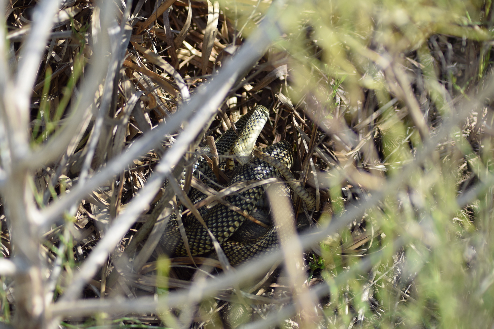 Philodryas patagoniensis (Girard, 1858)