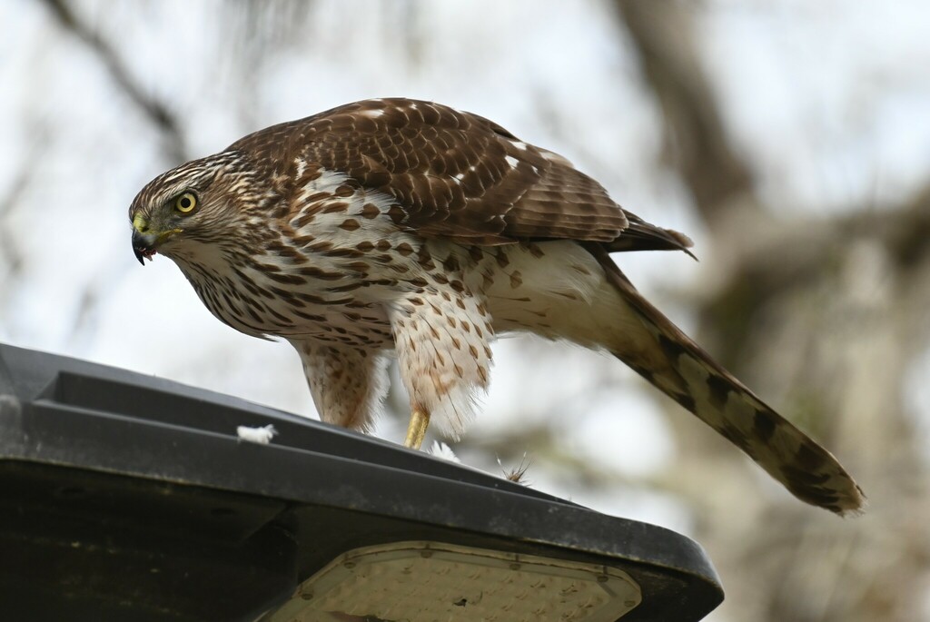 Cooper's Hawk from Bay Area, Corpus Christi, TX, USA on January 26 ...