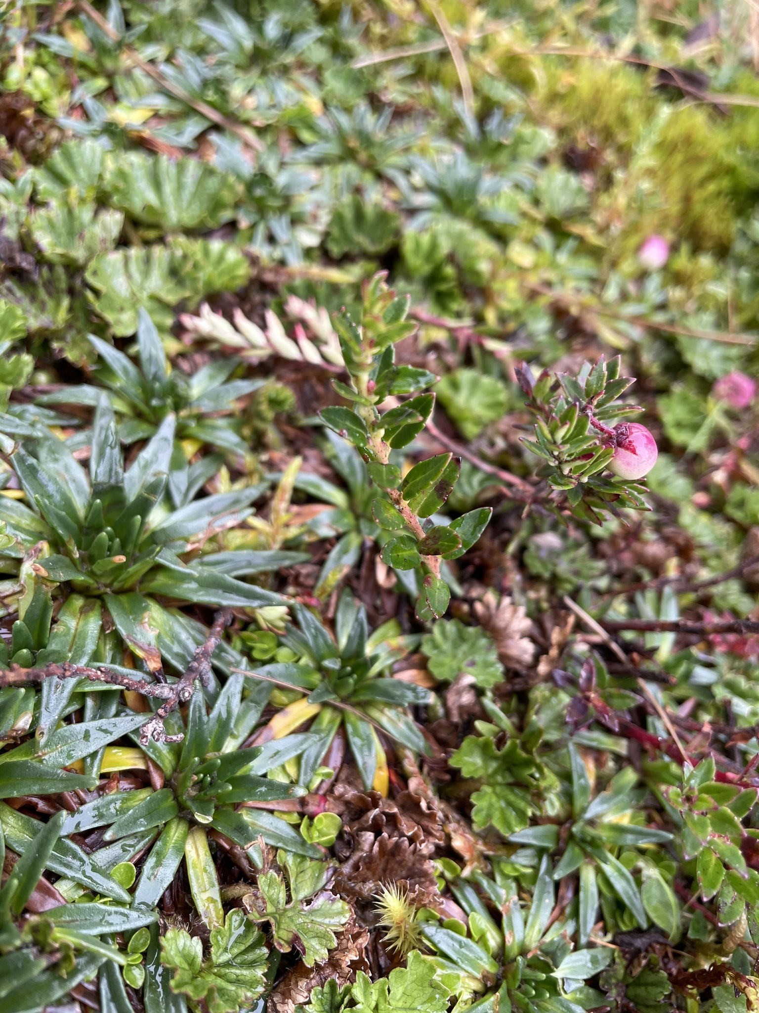 Plantago rigida Kunth