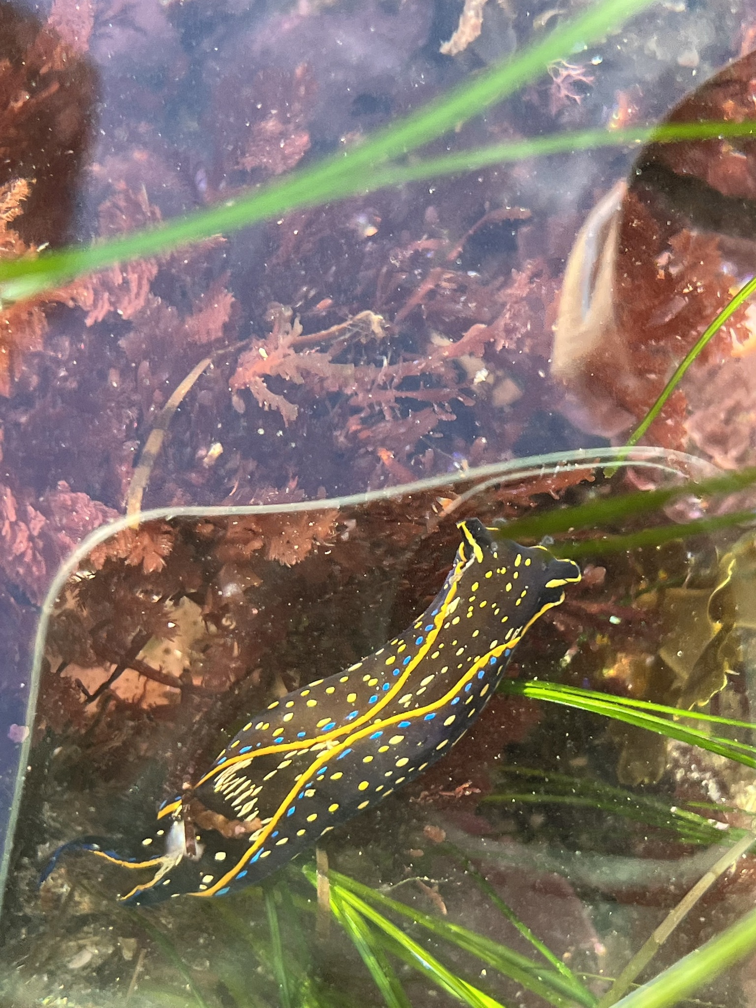 Navanax inermis (J.G.Cooper, 1862)