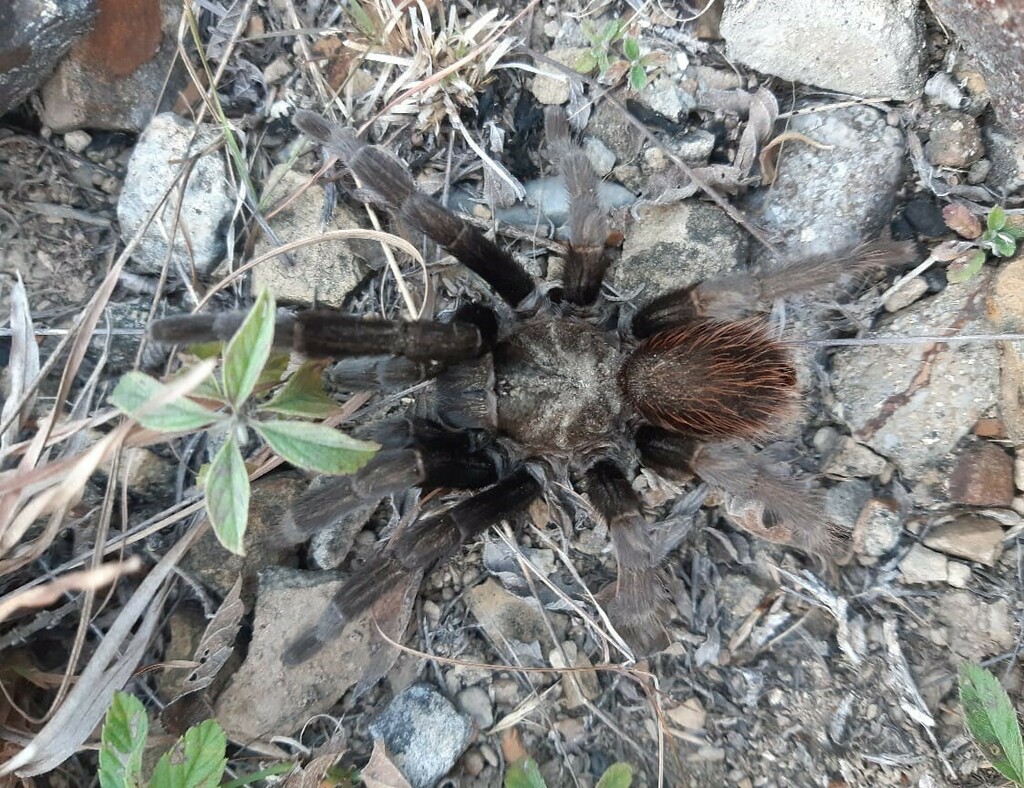 Theraphosine Tarantulas from Santa María Atzompa, Oaxaca, Mexico on ...