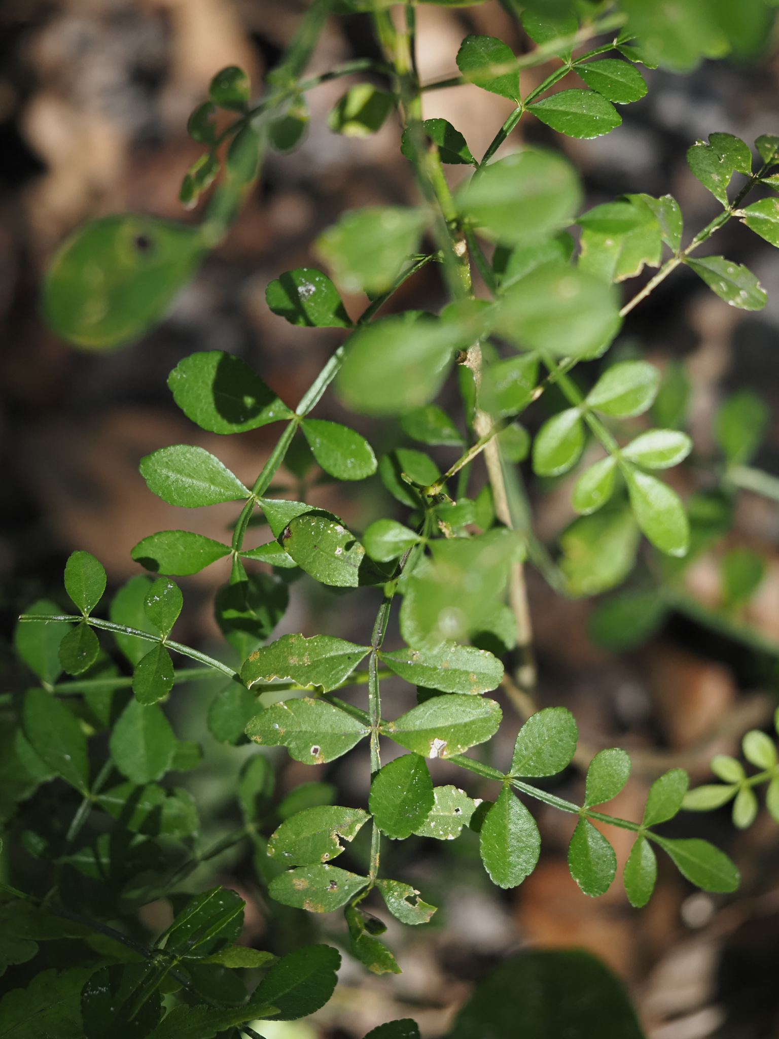 Zanthoxylum fagara (L.) Sarg.