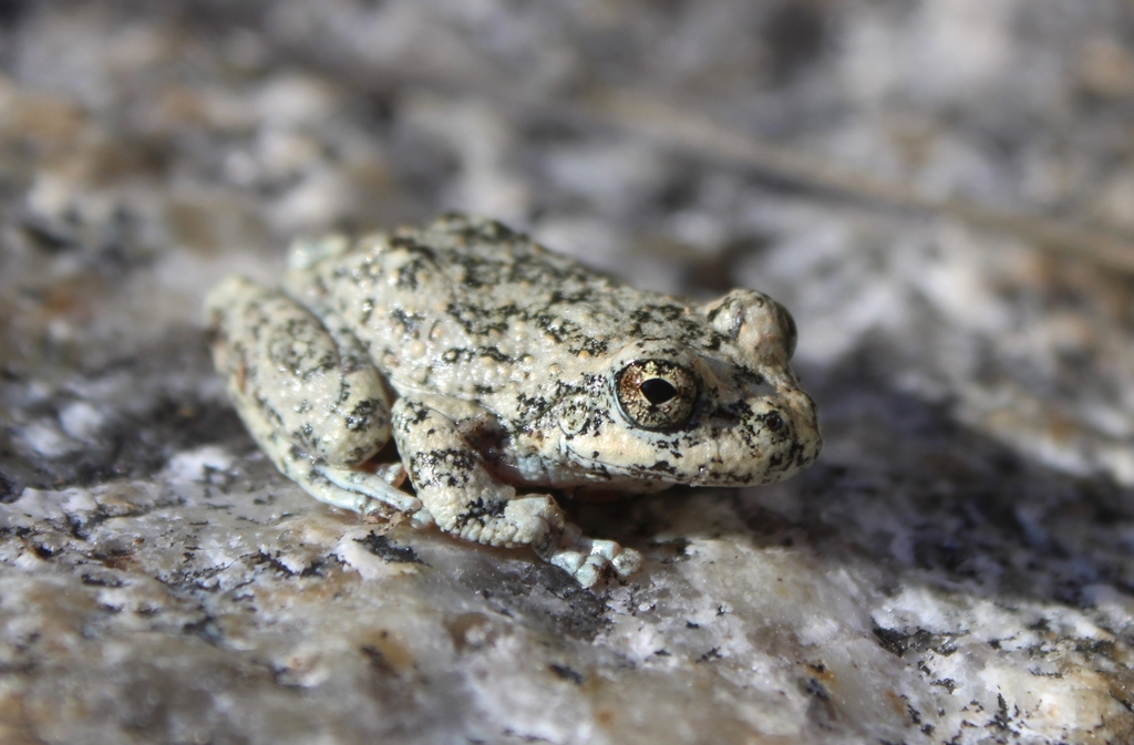 California Tree Frog from Green Valley Falls on January 25, 2023 at 04: ...