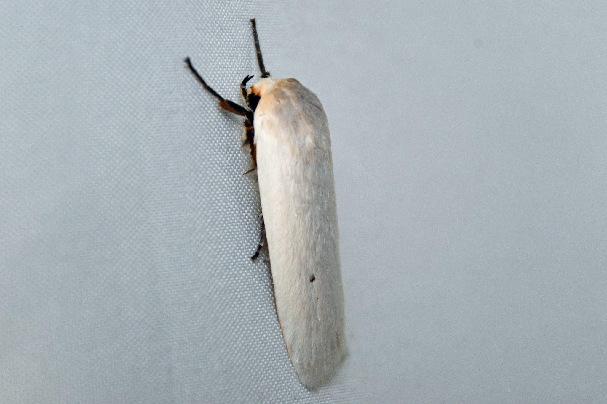 Maroga melanostigma (Wallengren, 1861)