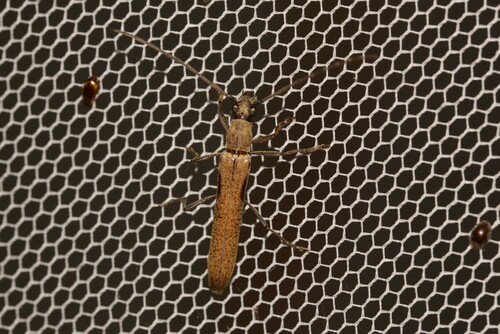 Uracanthus parallelus · iNaturalist