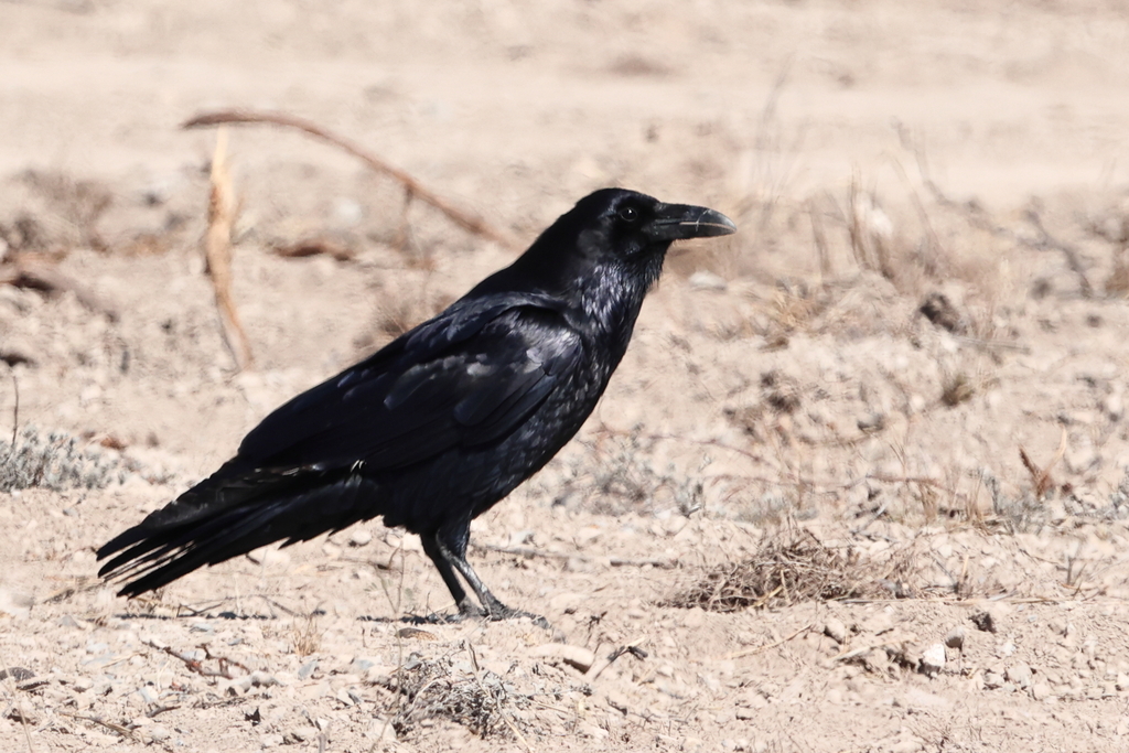 Common Raven from Villaldama, N.L., México on January 26, 2023 at 01:36 ...