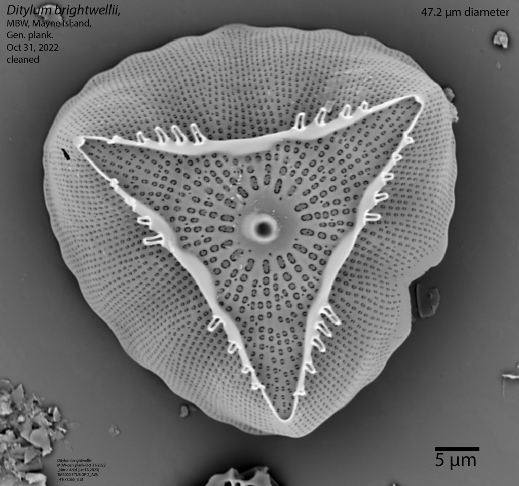 Ditylum brightwellii from Miners Bay Wharf, Mayne Island, BC, Canada on ...