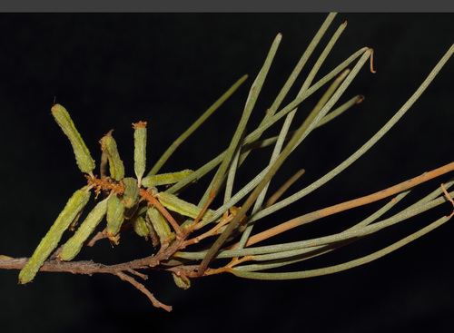 Acacia atopa · iNaturalist United Kingdom