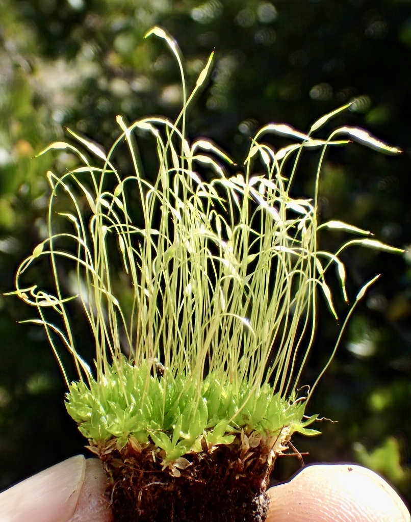 Bonfire moss from Whiting Ranch Wilderness Park, Lake Forest, CA, US on ...