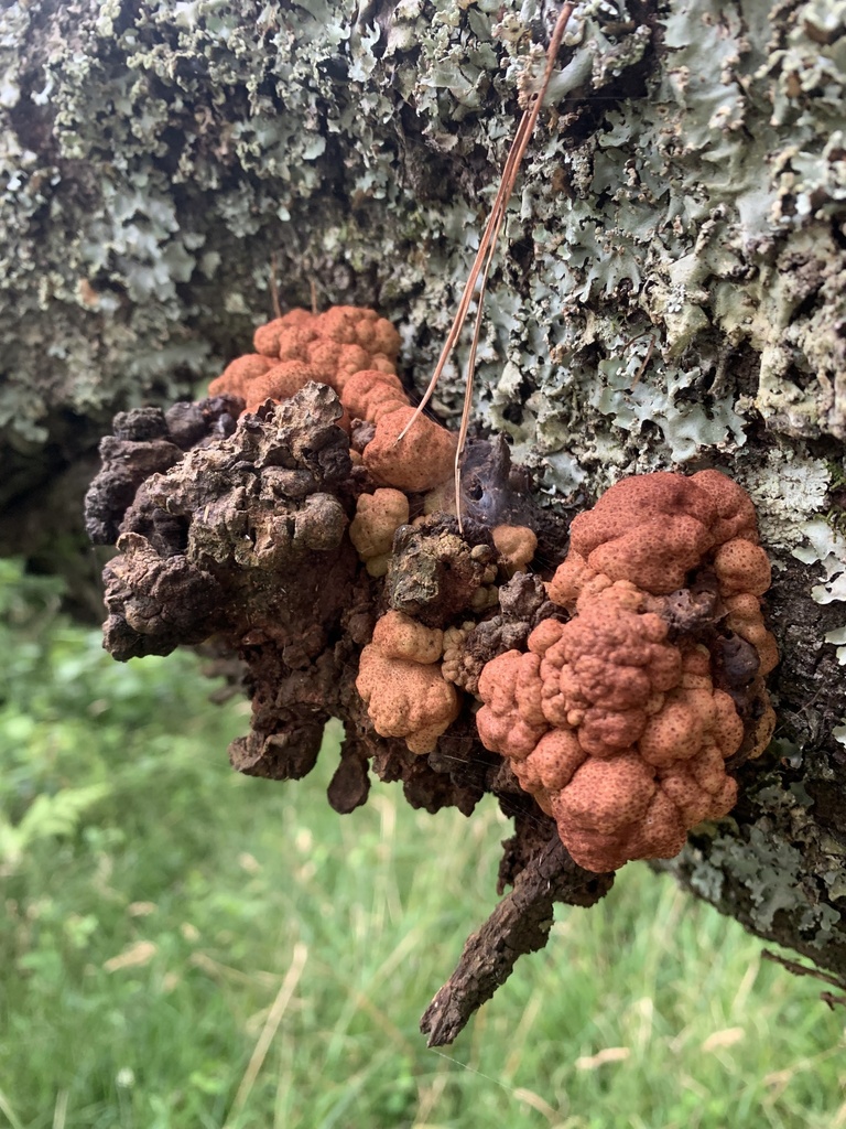 wattle gall rusts in January 2023 by alexbarnard · iNaturalist
