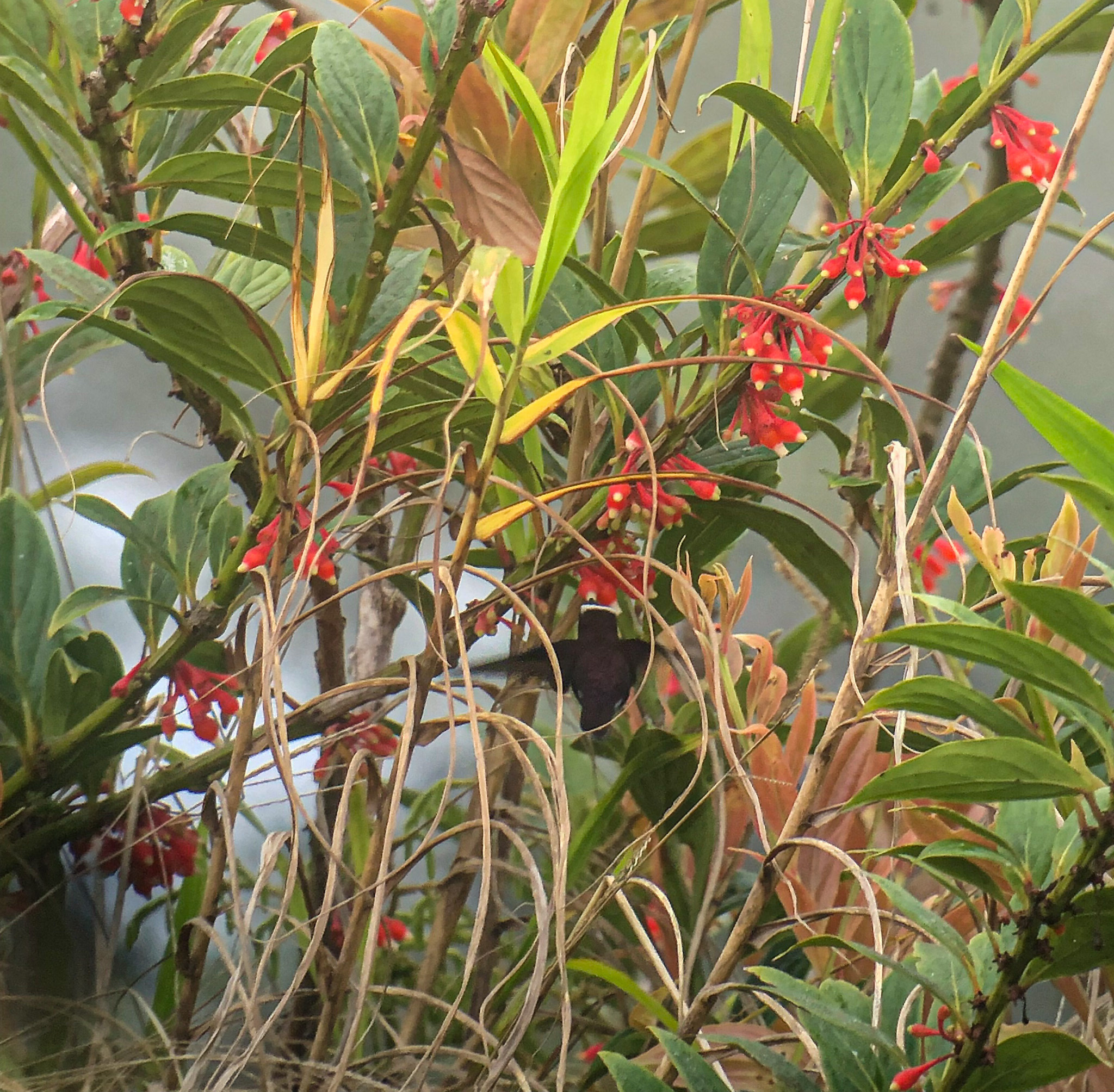 Microchera Gould, 1858