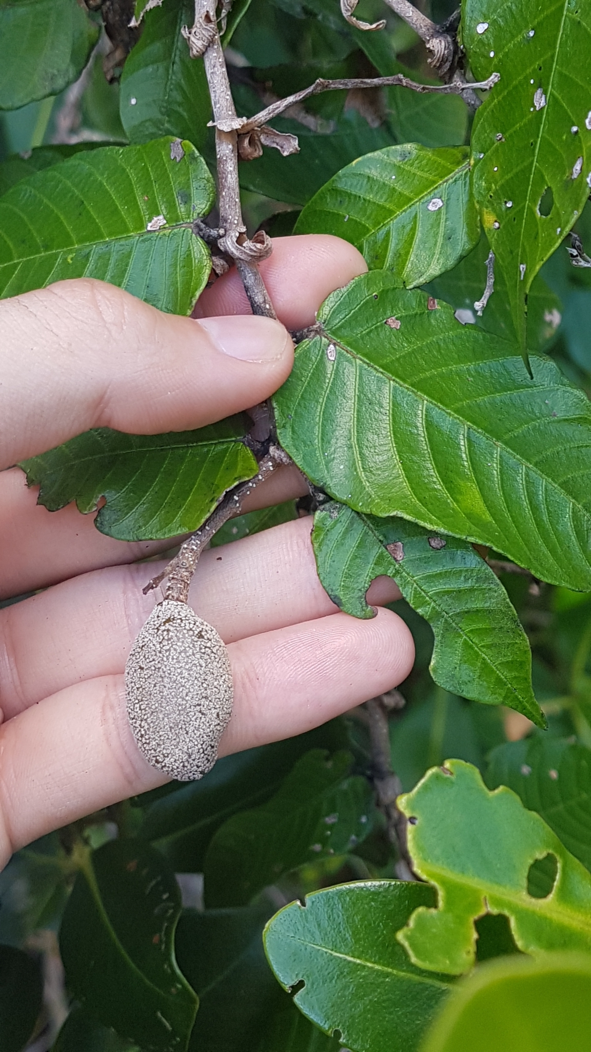 Parinari campestris Aubl.