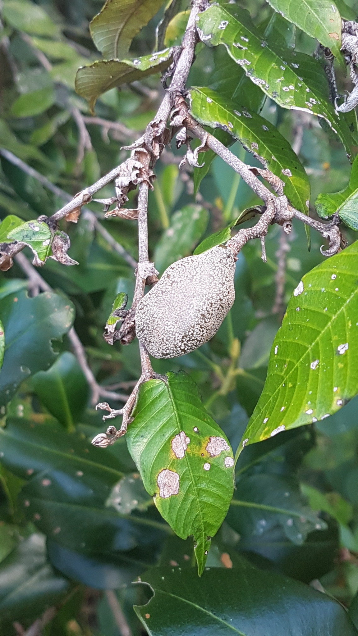 Parinari campestris Aubl.