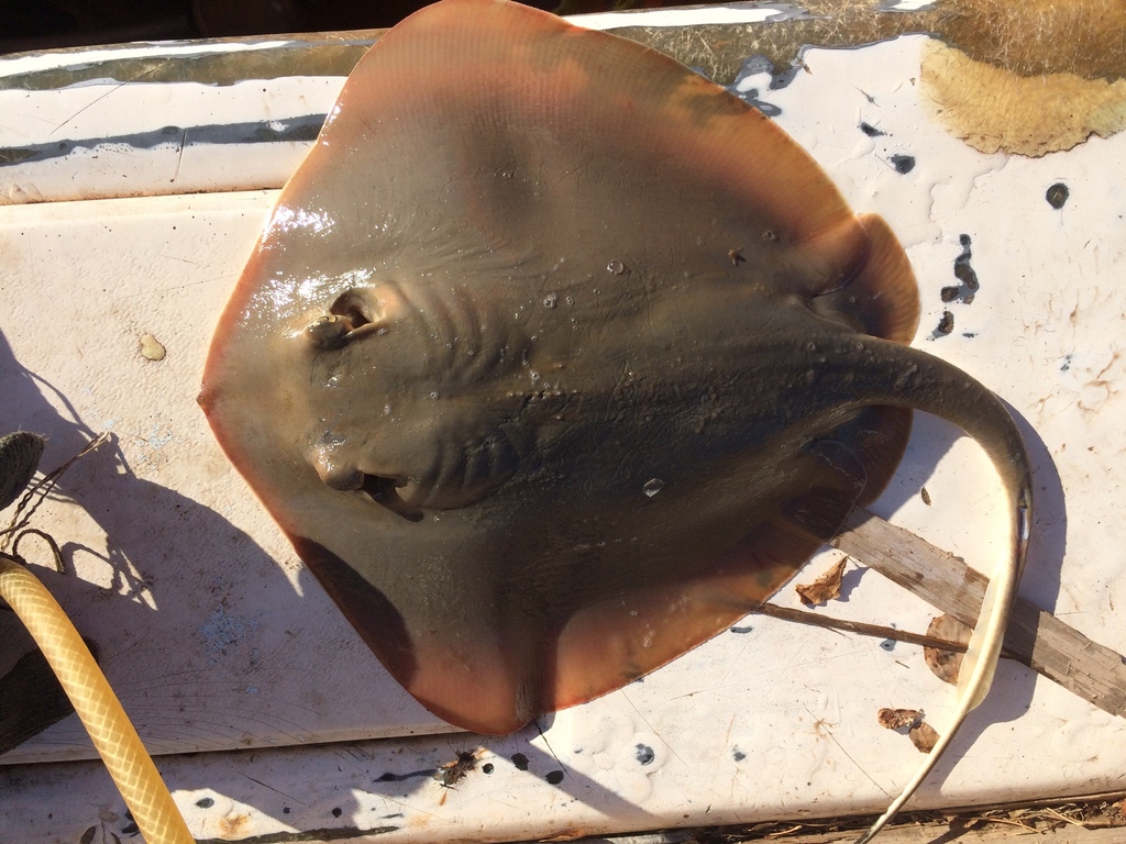 Diamond Stingray (Hypanus dipterurus) - Marine Life Identification