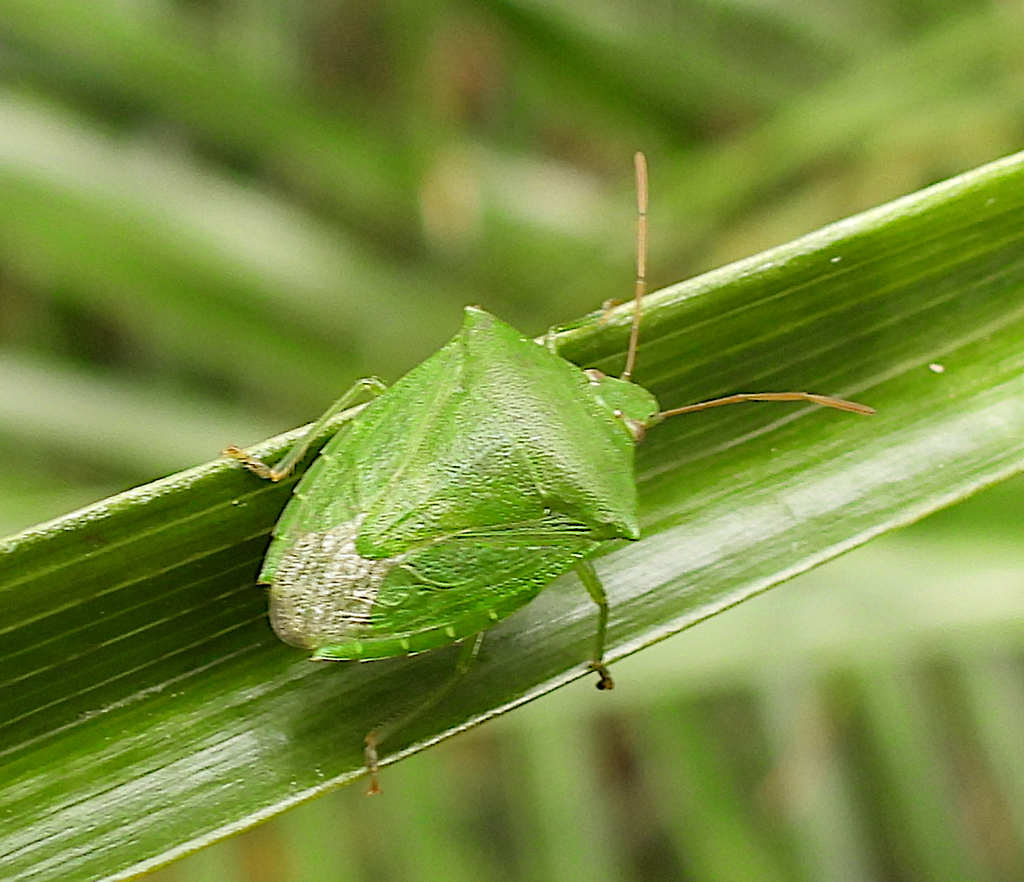 Green potato bug from Blackwood Drive, Arana Hills, Brisbane QLD ...
