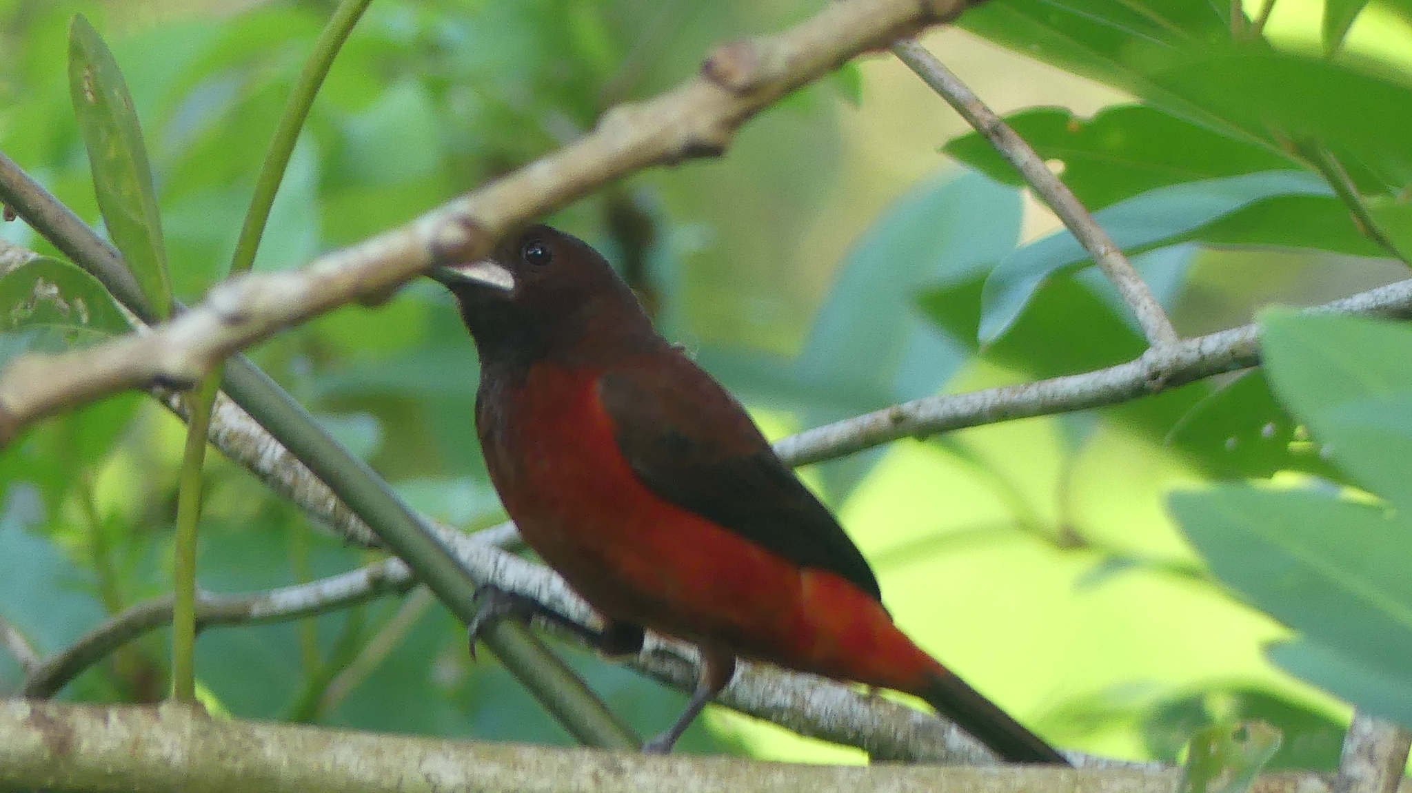 Ramphocelus dimidiatus Lafresnaye, 1837