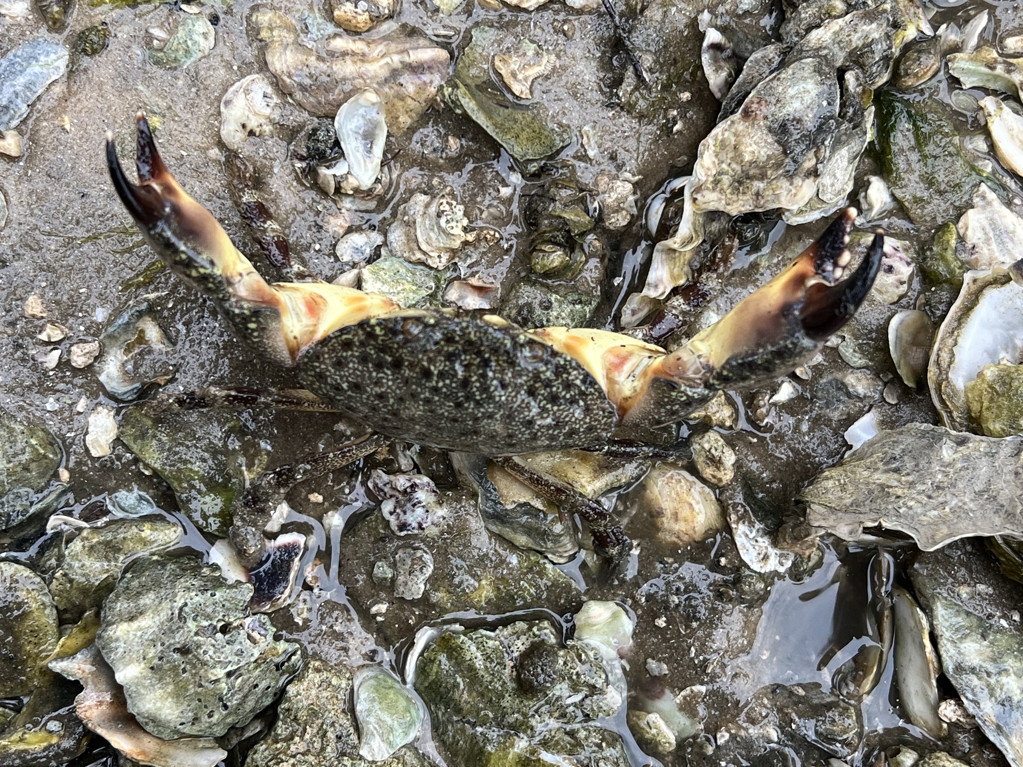 Menippidae
