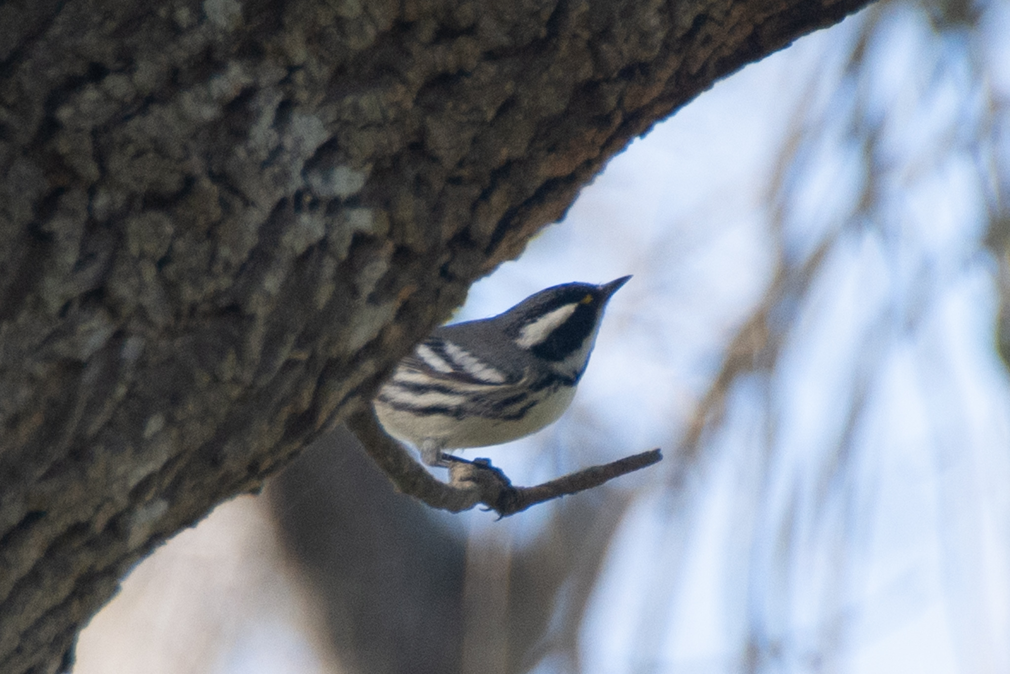 Setophaga nigrescens (J.K.Townsend, 1837)