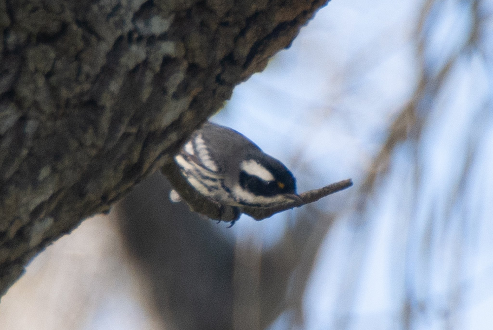 Setophaga nigrescens (J.K.Townsend, 1837)