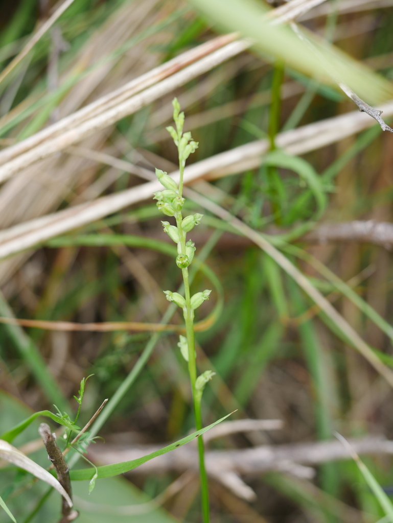 common onion-orchid from Ōwhiro Bay, Wellington, New Zealand on January ...