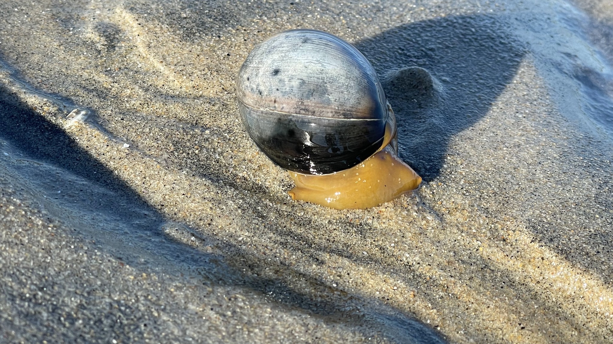 Bulla gouldiana Pilsbry, 1895