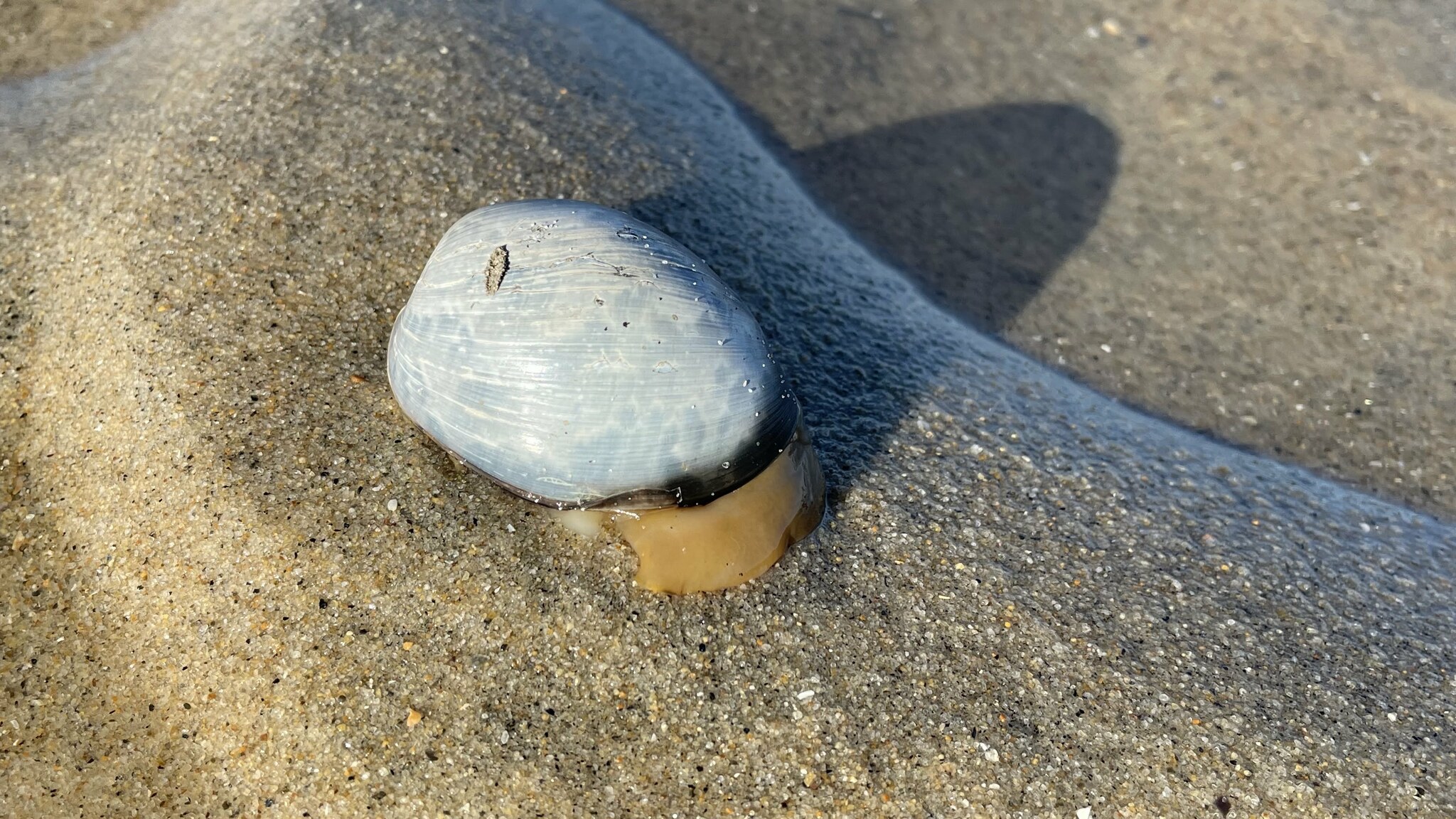 Bulla gouldiana Pilsbry, 1895