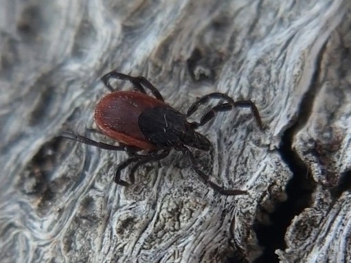 Ixodes pacificus Cooley & Kohls, 1943