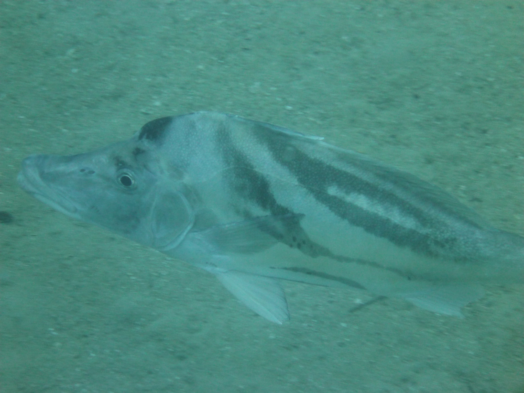 Paristiopterus labiosus (Günther, 1872)