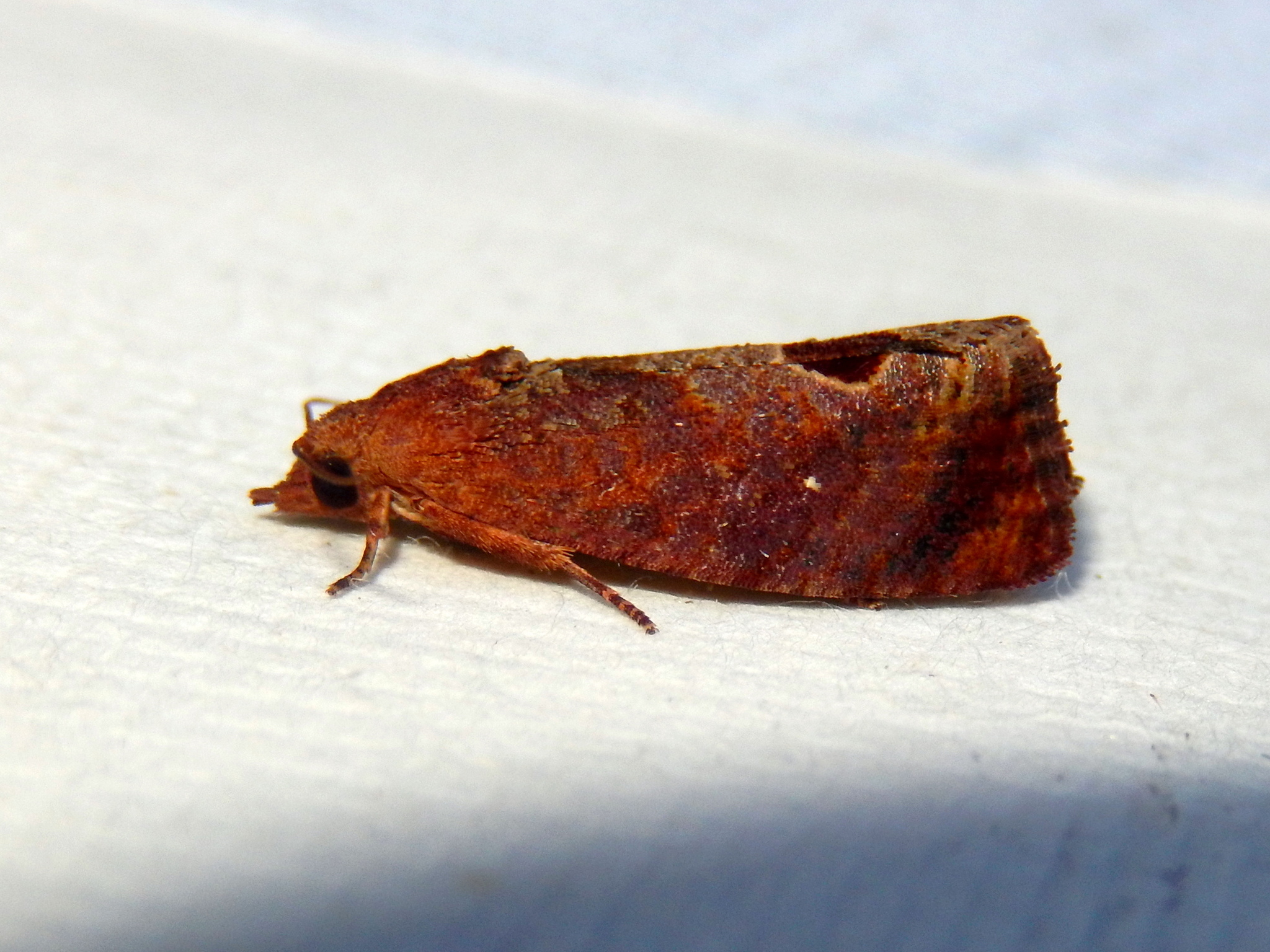 Cryptophlebia ombrodelta (Lower, 1898)