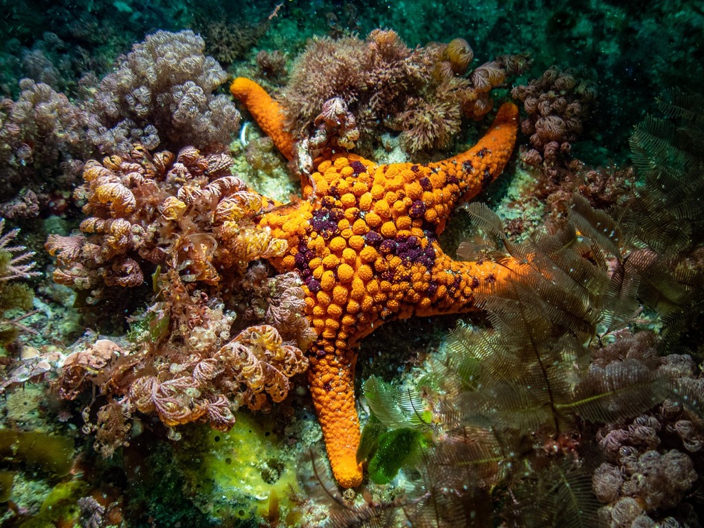 Spotted Sea Star from Ochiltree Rd, Portsea VIC 3944, Australia on ...