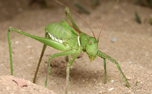 Lesser Arid-land Katydid (Neobarrettia victoriae)