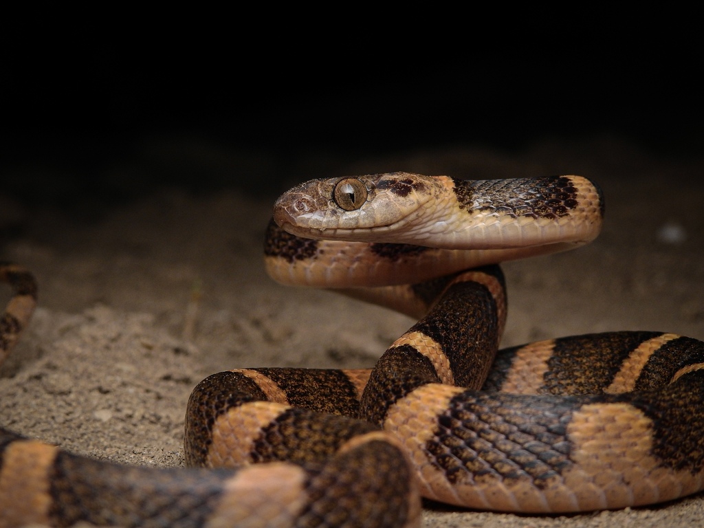 Northern Cat-eyed Snake (Leptodeira septentrionalis) - Snakes and Lizards