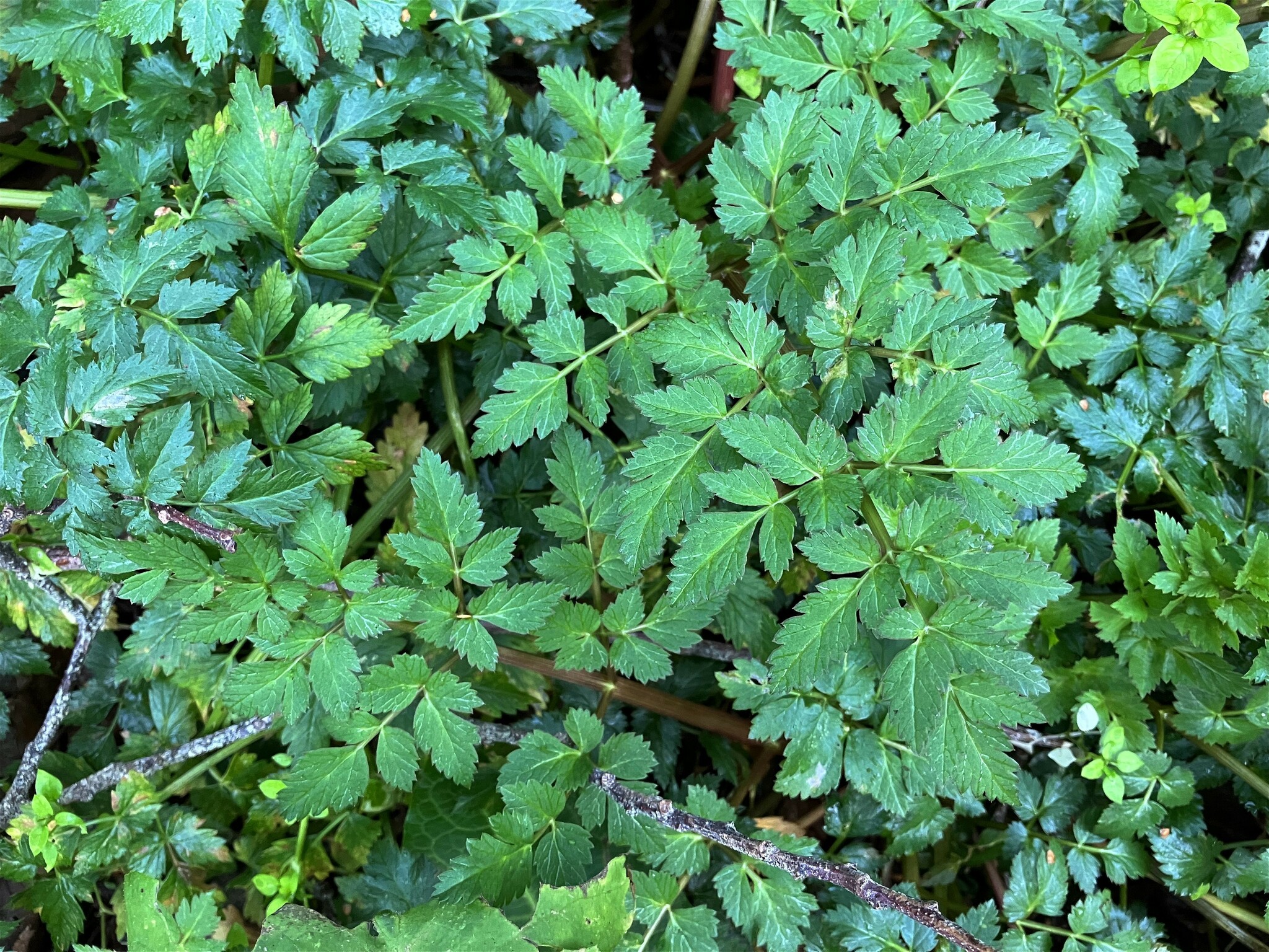 Oenanthe sarmentosa C.Presl ex DC.