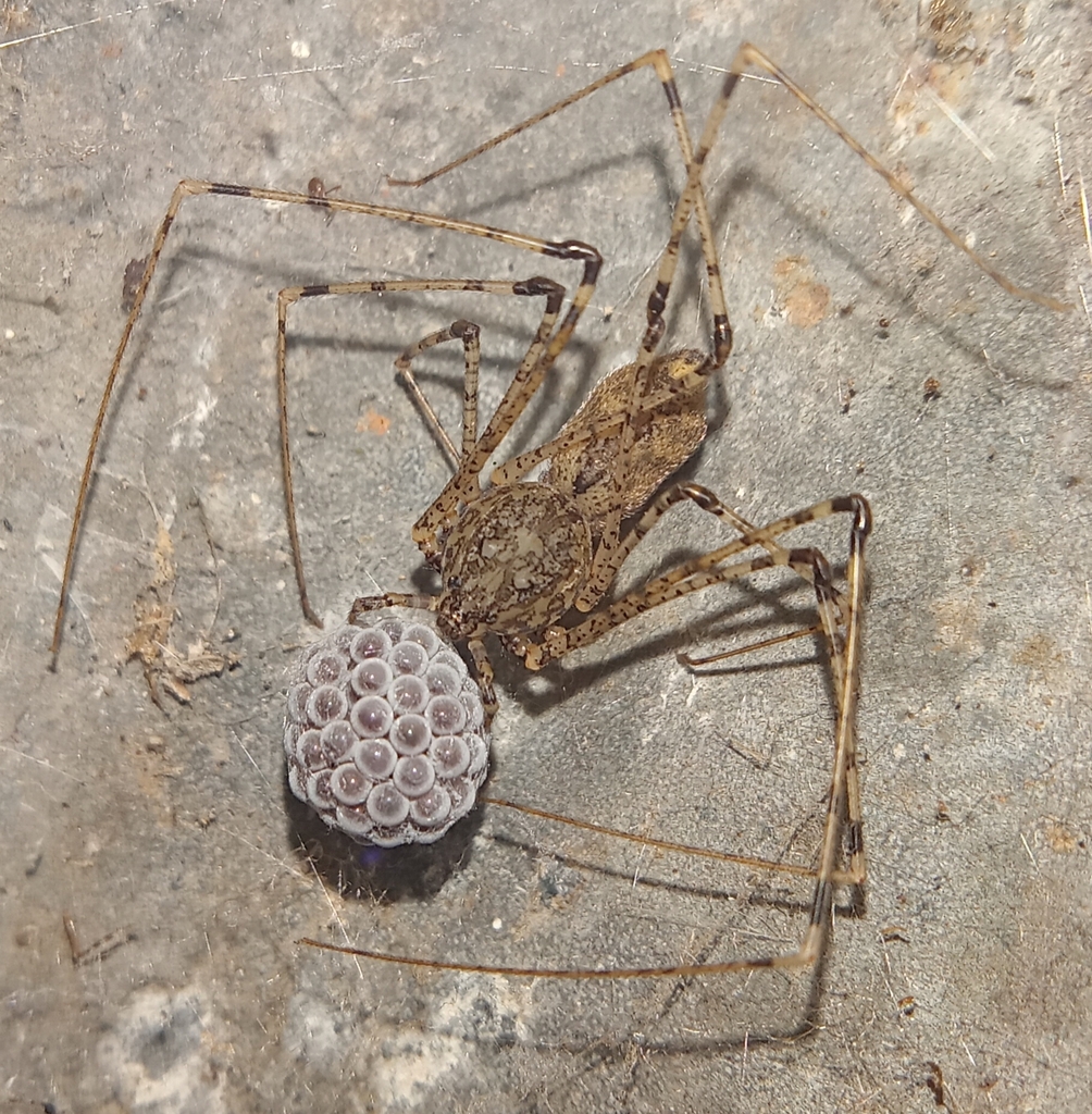 Long-legged Spitting Spider from Iglanot, Sibalom, Antique, Philippines ...