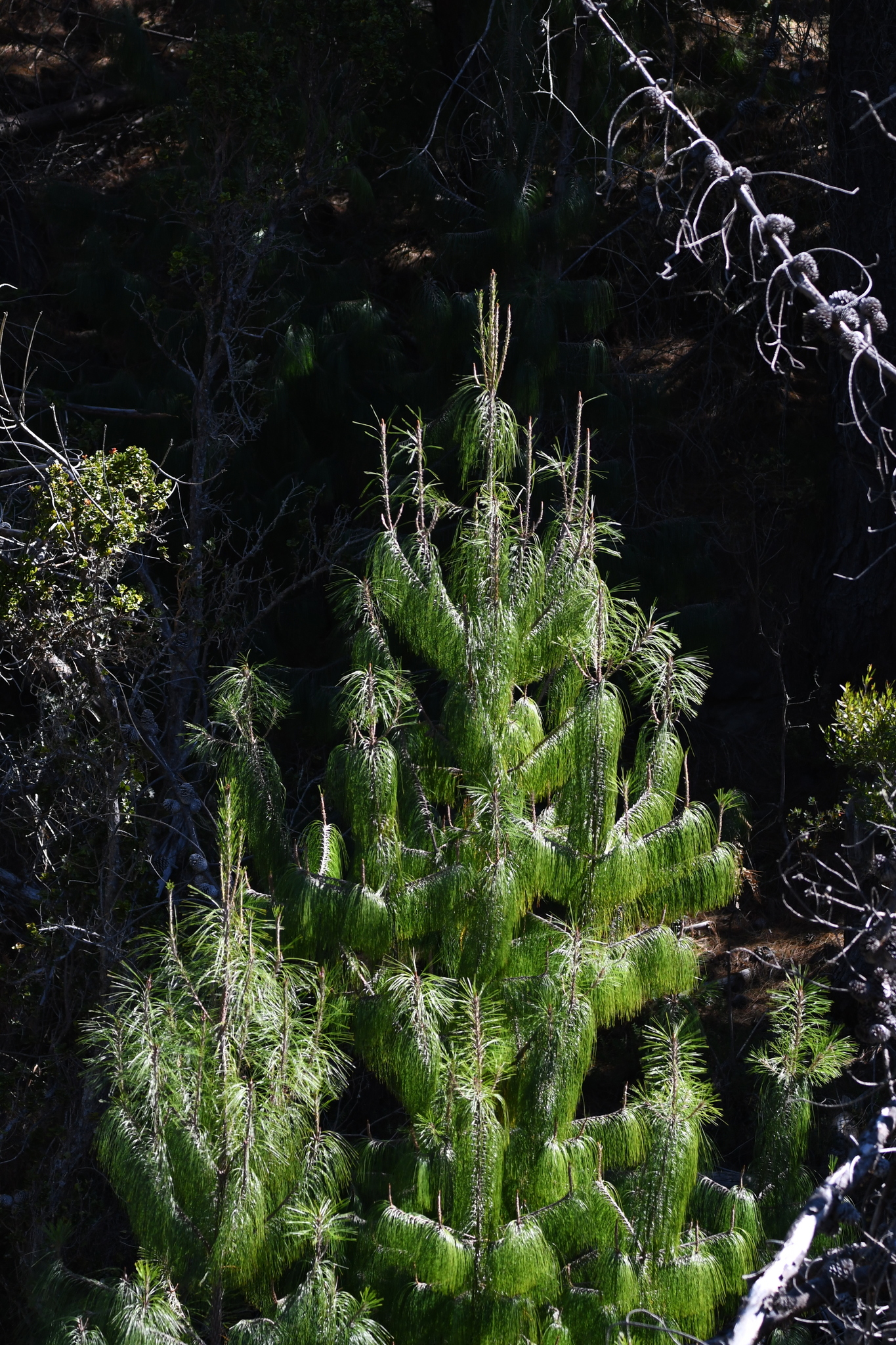 Pinus patula Schiede ex Schltdl. & Cham.