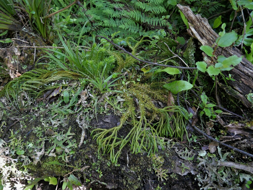 hanging clubmoss from Tutira, New Zealand on December 29, 2022 at 11:51 ...