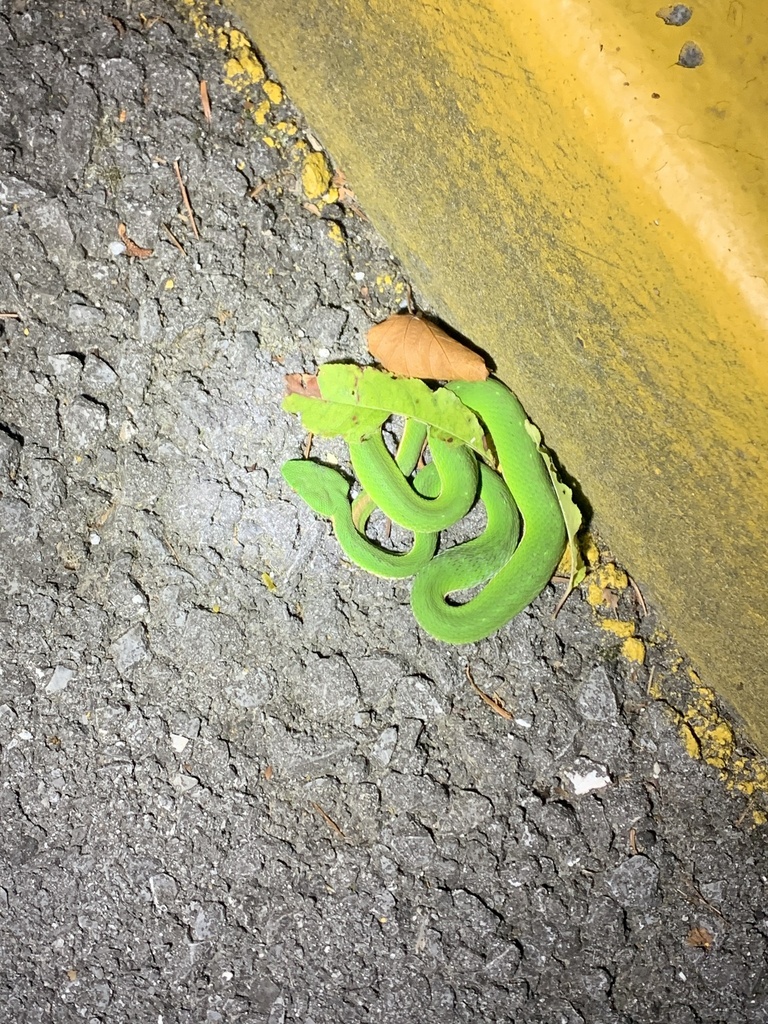Chinese Green Tree Viper in September 2021 by srch · iNaturalist