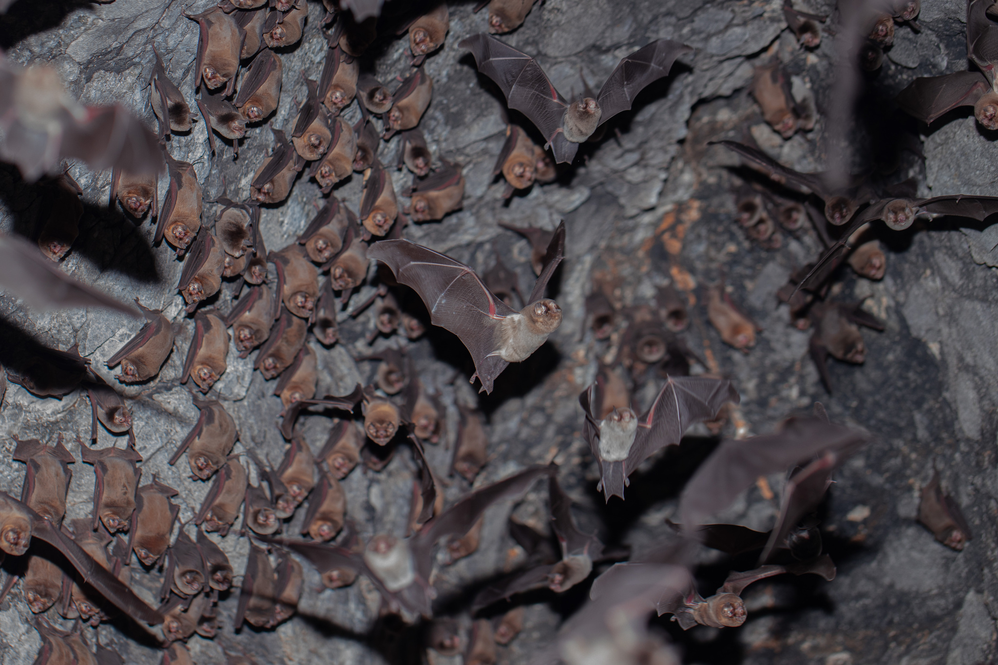 Mormoops megalophylla (Peters, 1864)