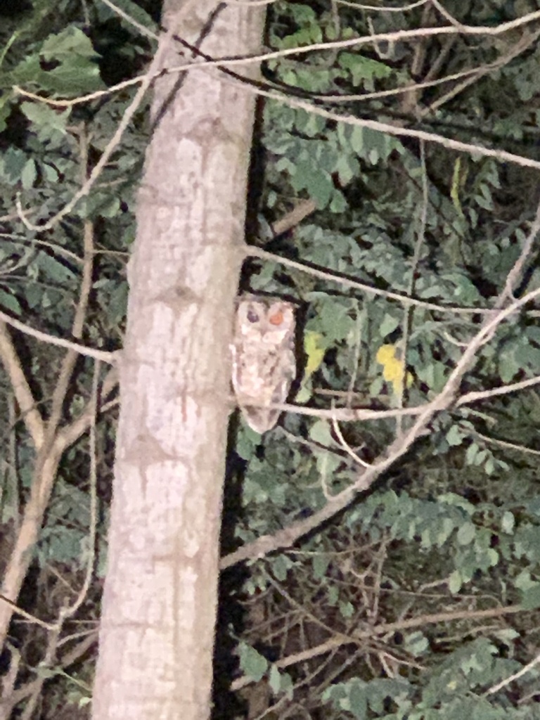 Japanese Scops-Owl in July 2021 by srch · iNaturalist