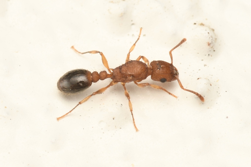 Bicolored Pennant Ant (insects of mumbai) · iNaturalist