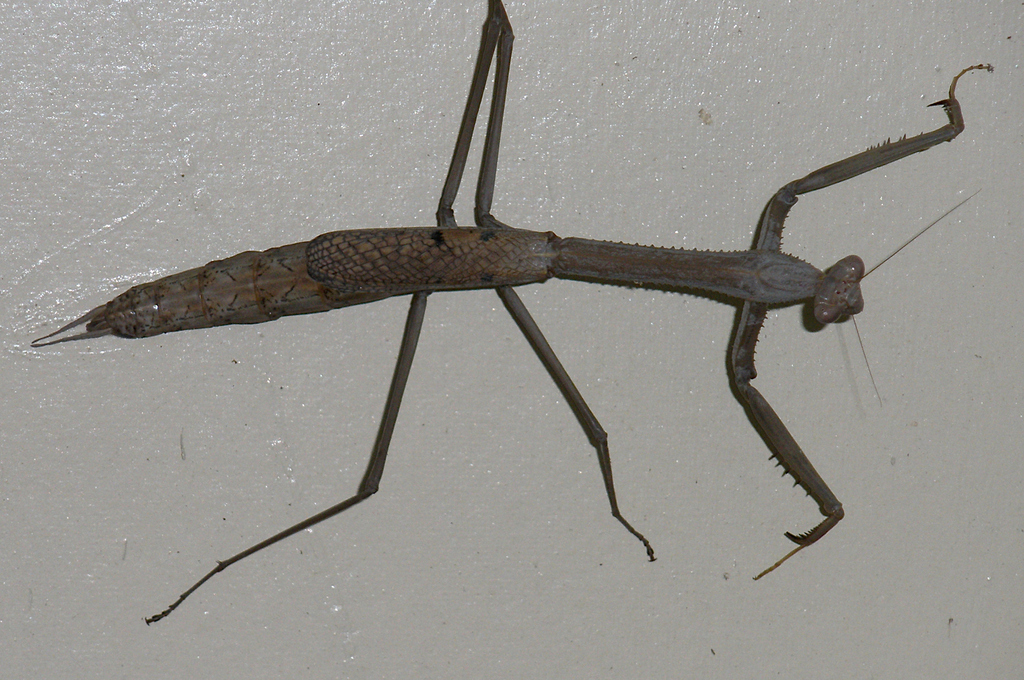Spiny Grass Mantis from Townsville QLD, Australia on April 26, 2008 at ...