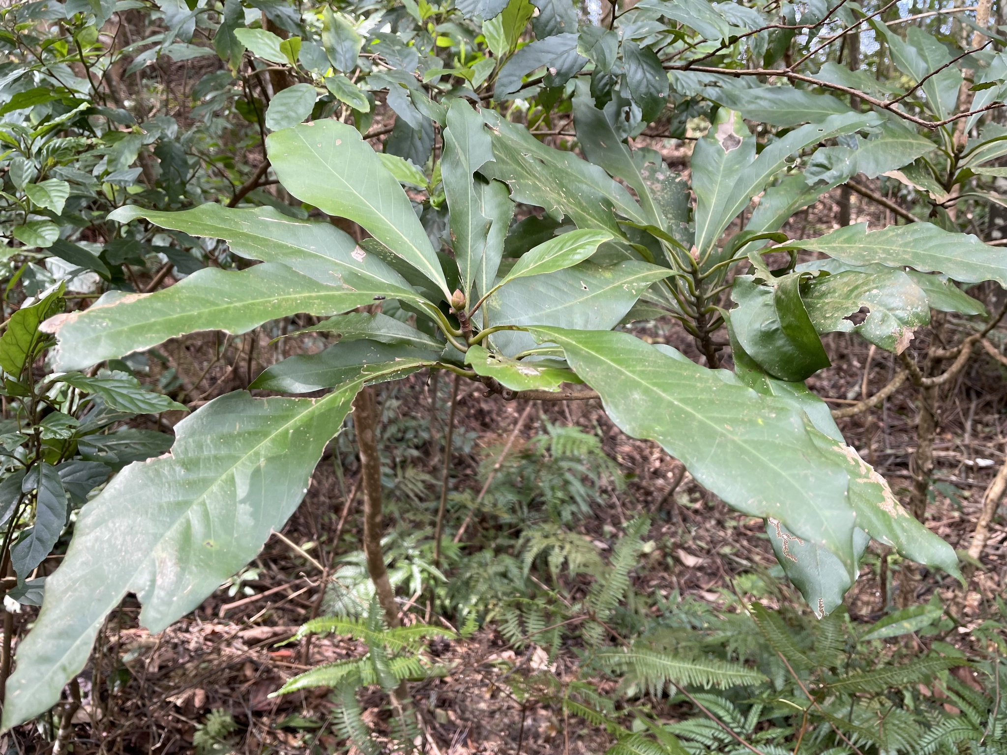 Machilus japonica Siebold & Zucc.