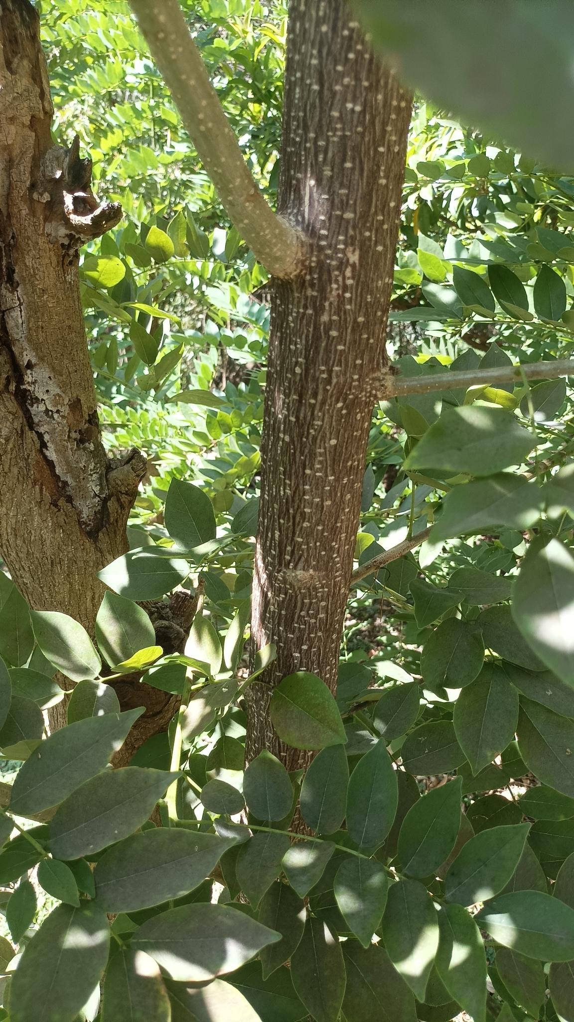 Gliricidia sepium (Jacq.) Kunth