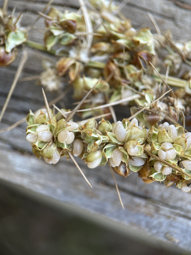 Spiny-headed Mat-rush from Frankston South, VIC, AU on January 27, 2023 ...