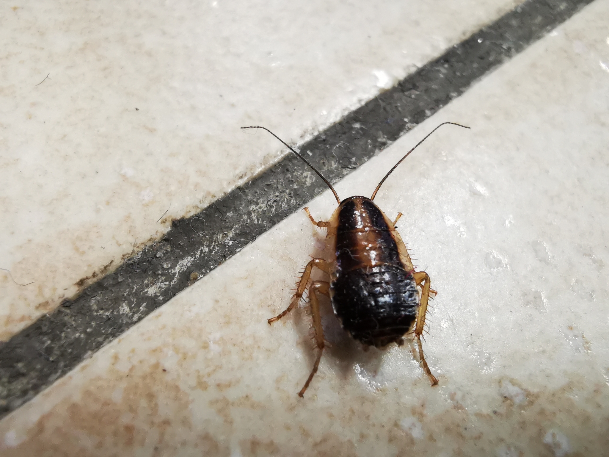 Blattella germanica (Linnaeus, 1767)