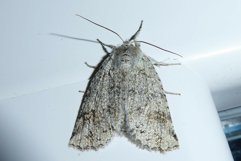 Forest Semilooper from Waikouaiti, New Zealand on January 24, 2023 at ...