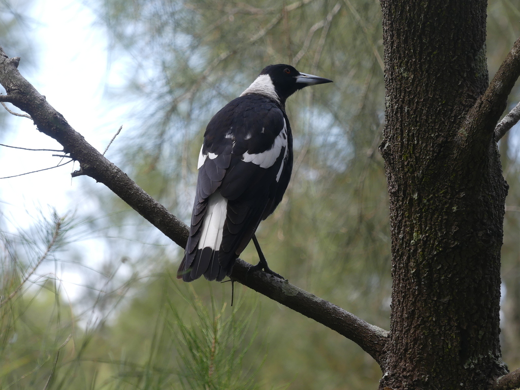 Eastern Black-backed Magpie (Animals of Bardwell Park ) · iNaturalist
